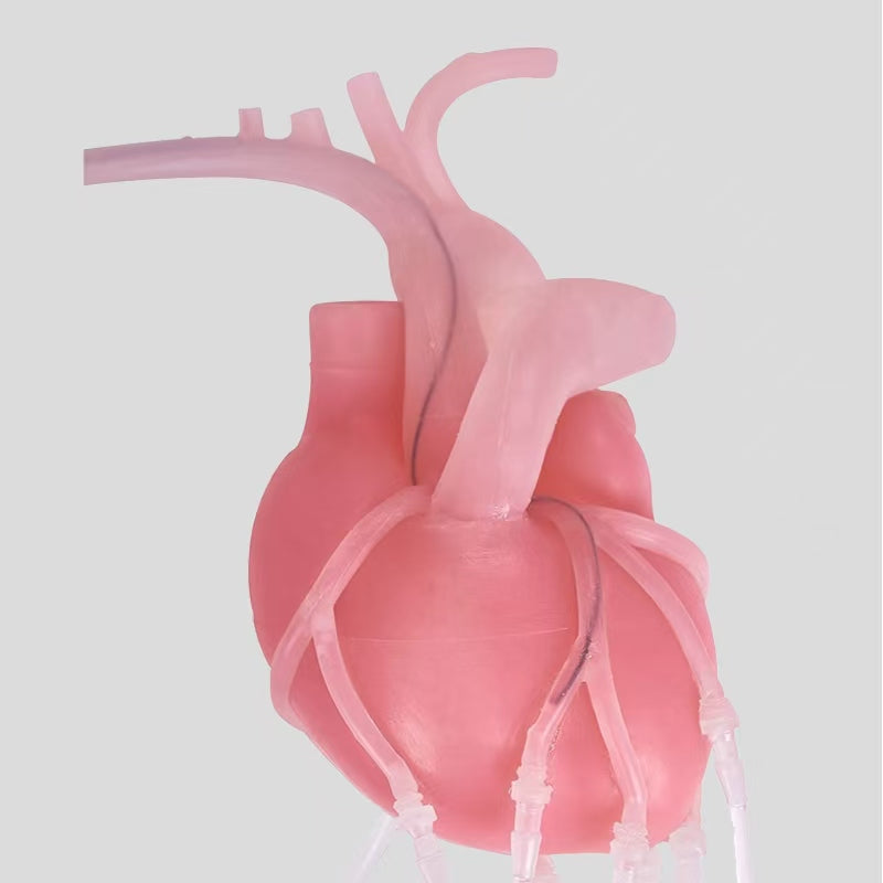 Cardiacintervention training simulator with high simulation of cardiac ...